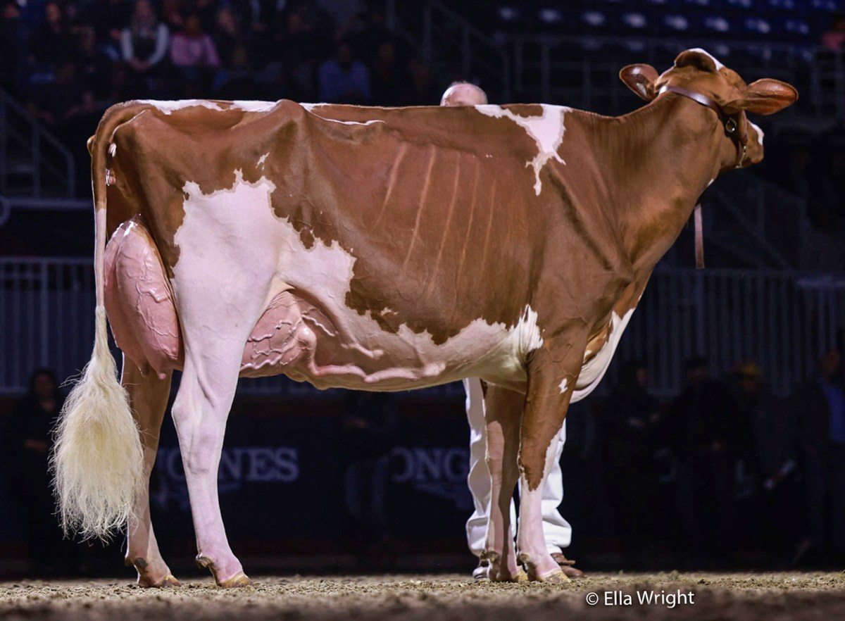 Red hot at the Royal, young cow makes mark on show’s 100th year ...