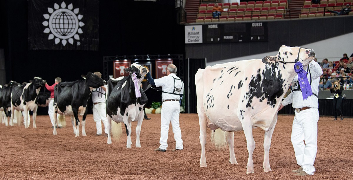 Two incredible cows. One incredible show. – Profiles in comfort and quality